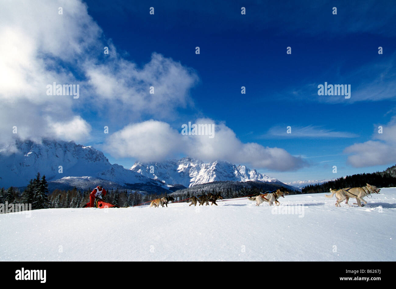 Dog sled tour along an alpine track, Sexten, Alpe Nemes, Bolzano-Bozen ...