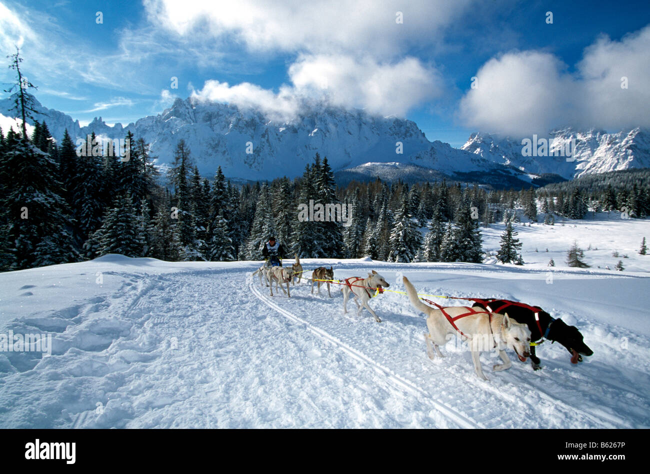 Rangy dog hi-res stock photography and images - Alamy