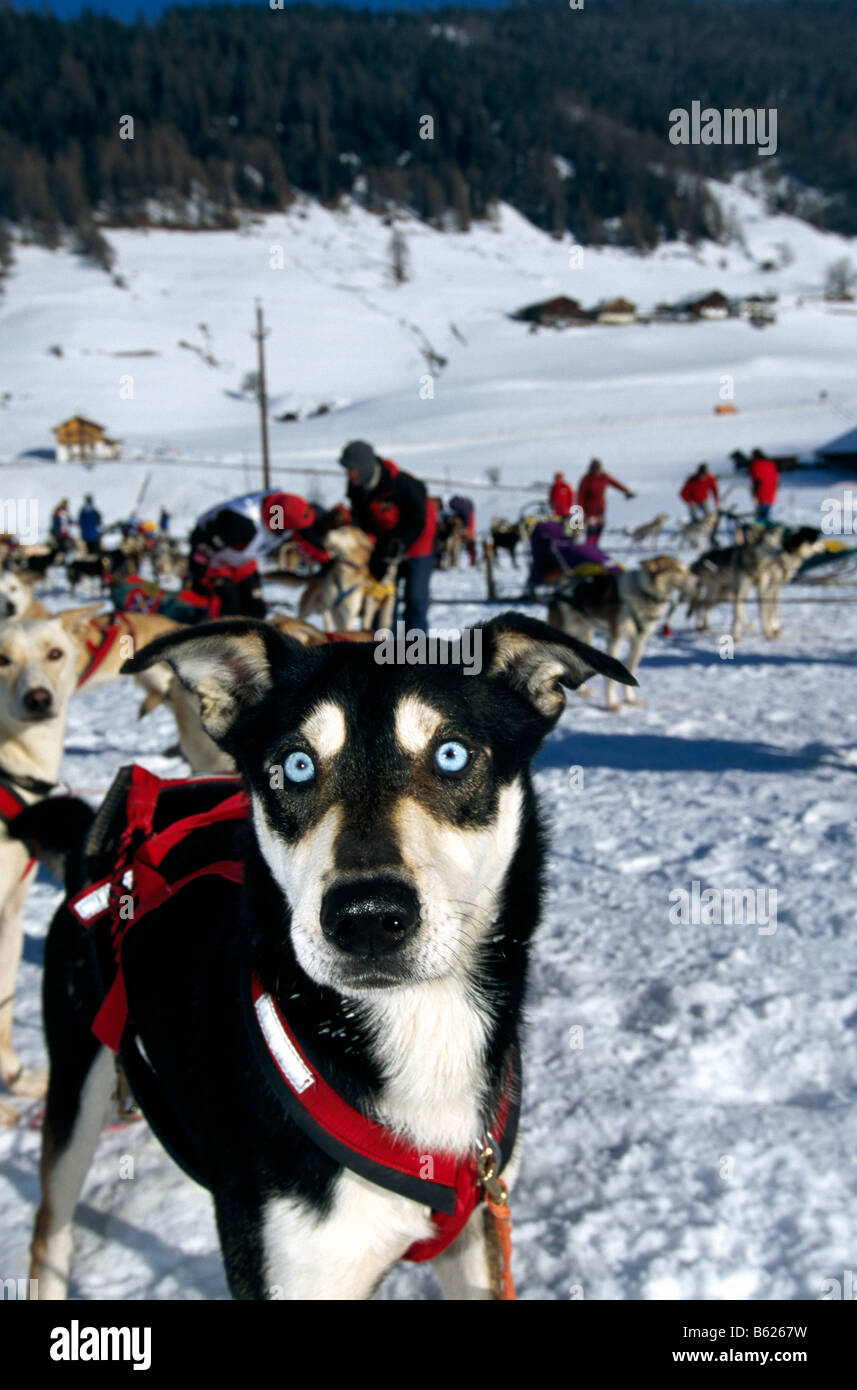 Dog from a sled tour along an alpine track, Sexten, Alpe Nemes, Bolzano ...