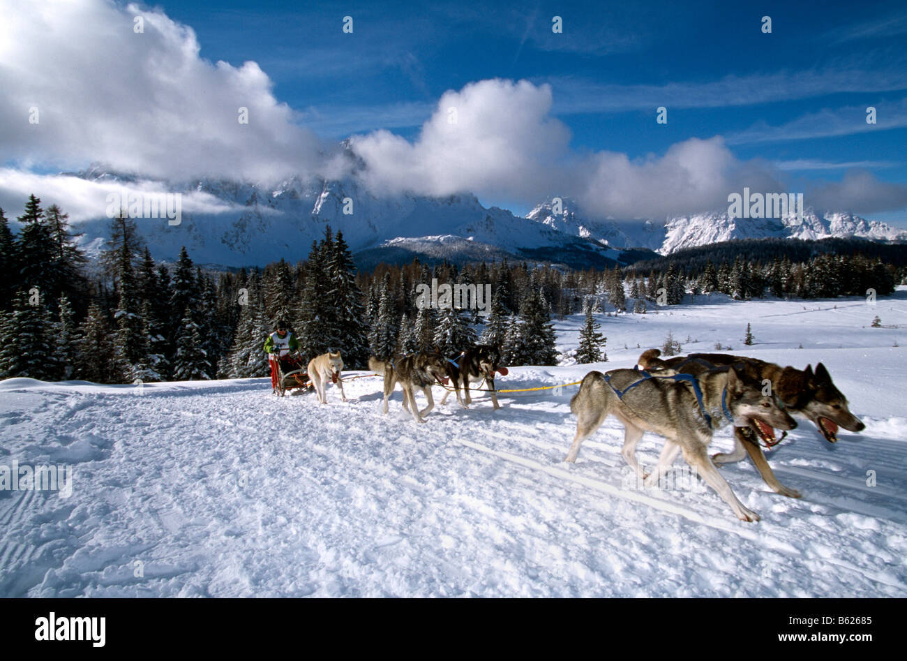 Dog sled tour along an alpine track, Sexten, Alpe Nemes, Bolzano-Bozen ...