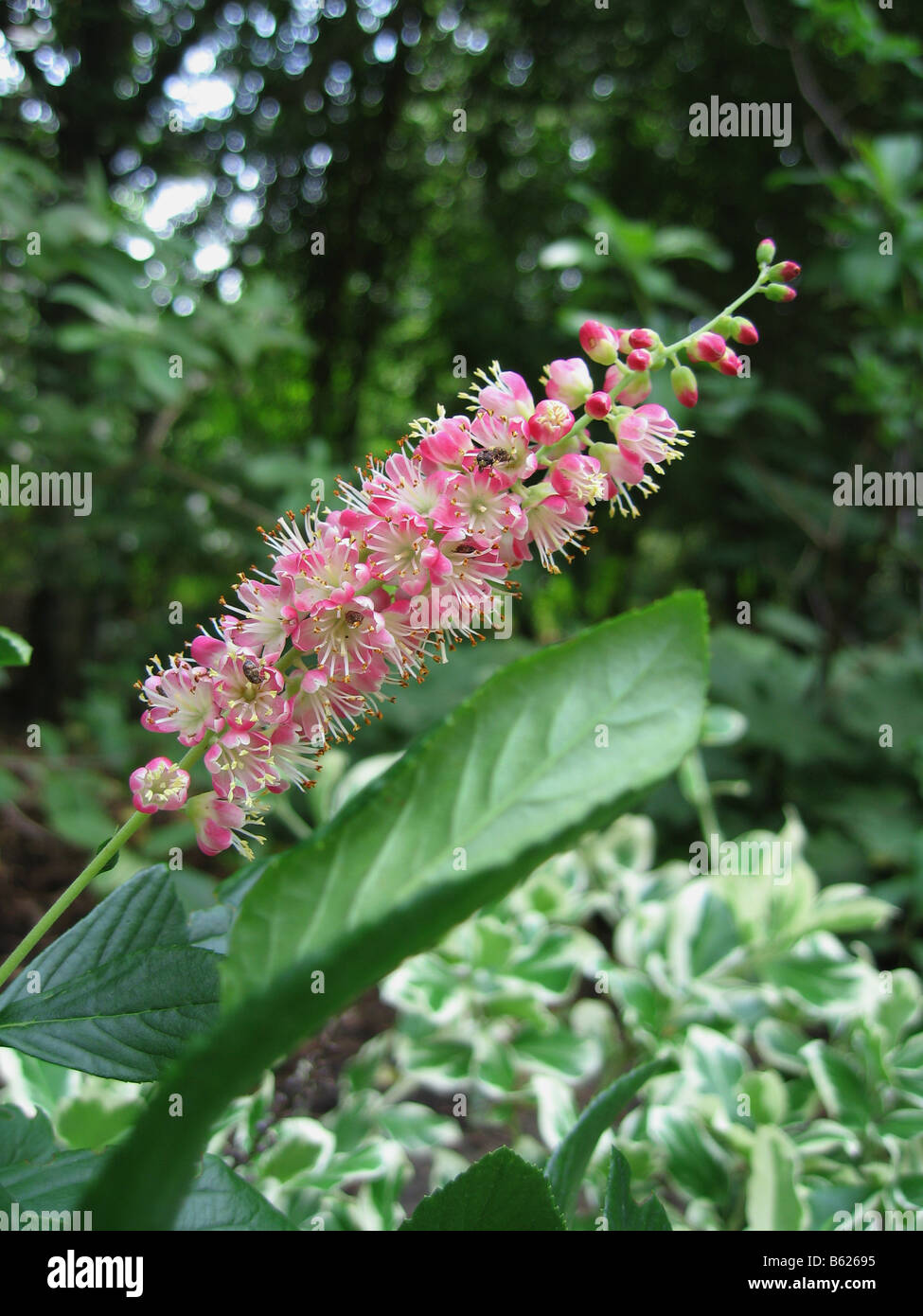 A flower spike of a Clethra alnifolia also known as a summersweet Stock ...