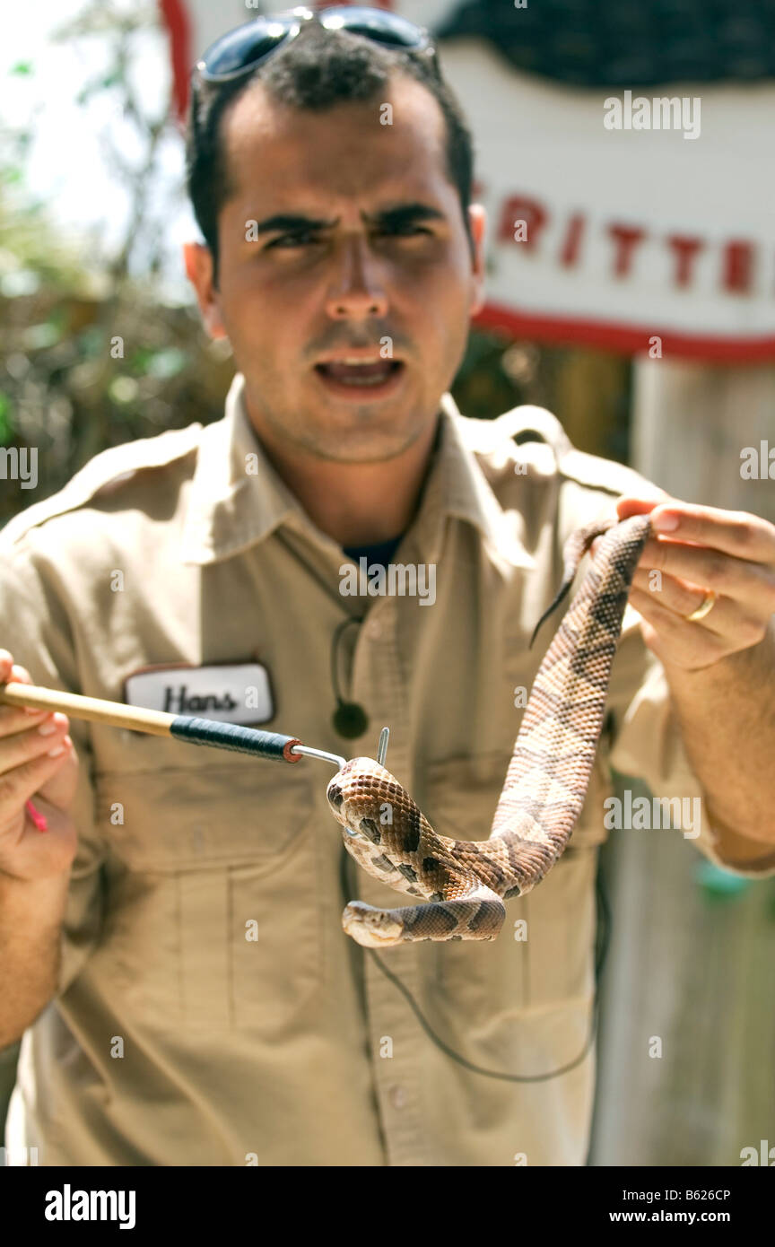 Ranger showing a rattle snake during a snake show, Billie Swamp's ...
