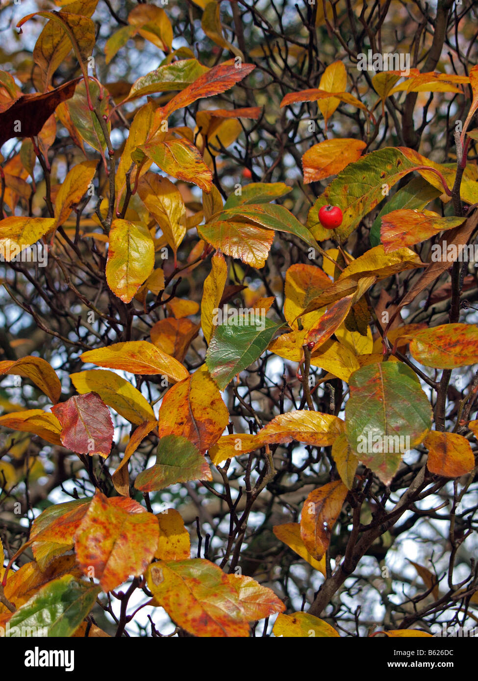 Rusty coloured leaves hi-res stock photography and images - Alamy