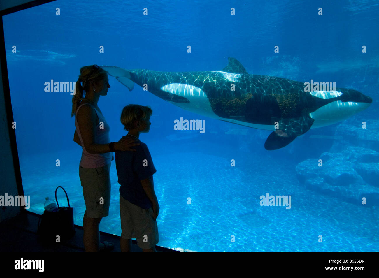 Orca or Killer Whale (Orcinus orca), Seaworld, Orlando, Florida, USA ...