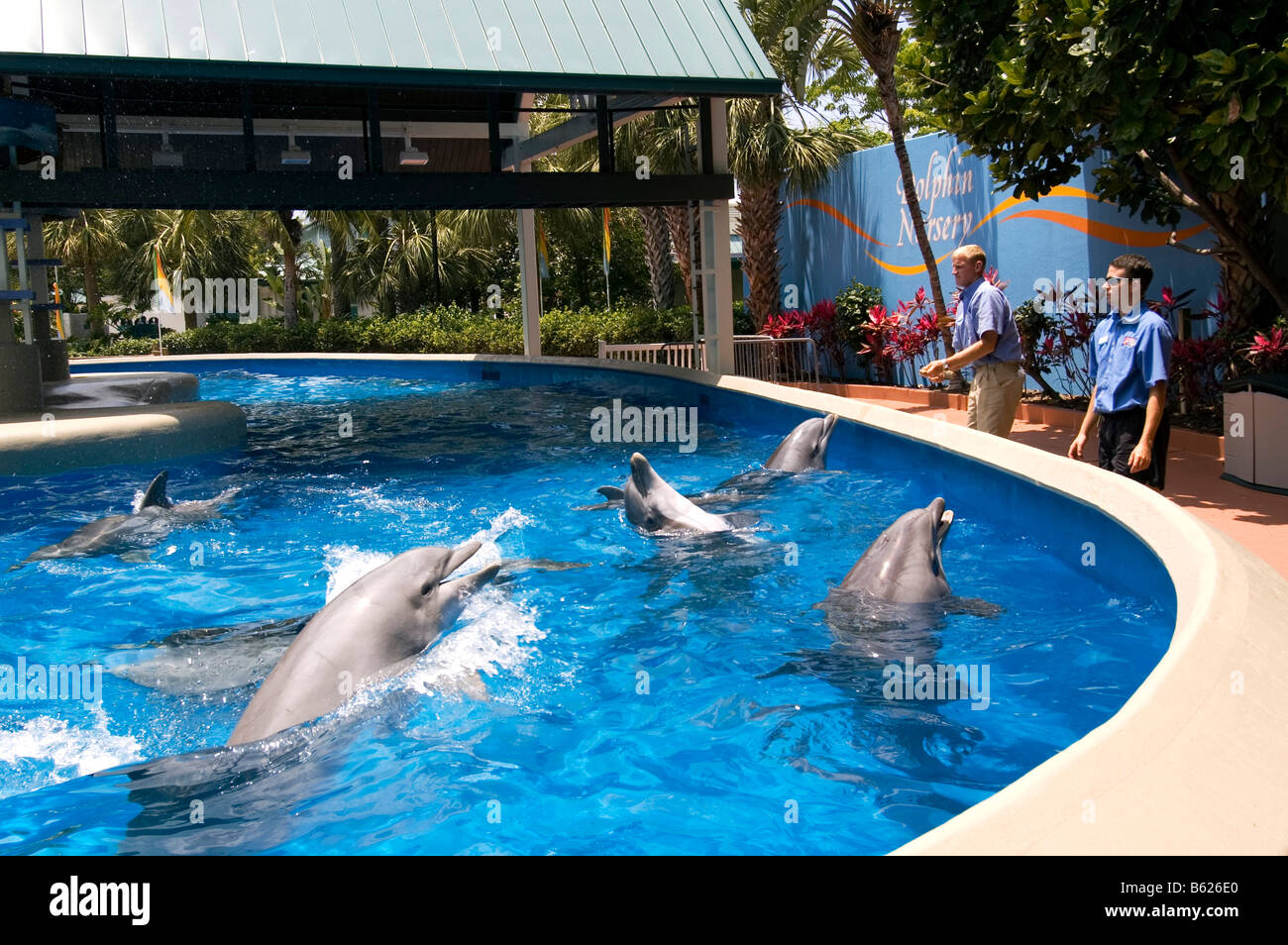 Seaworld orlando dolphin hi-res stock photography and images - Alamy
