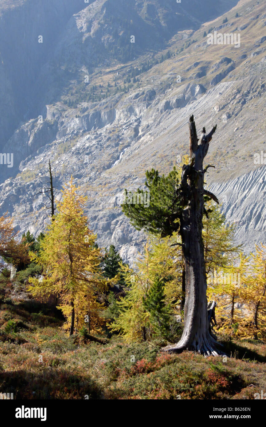 Aletsch forest, Switzerland Stock Photo - Alamy
