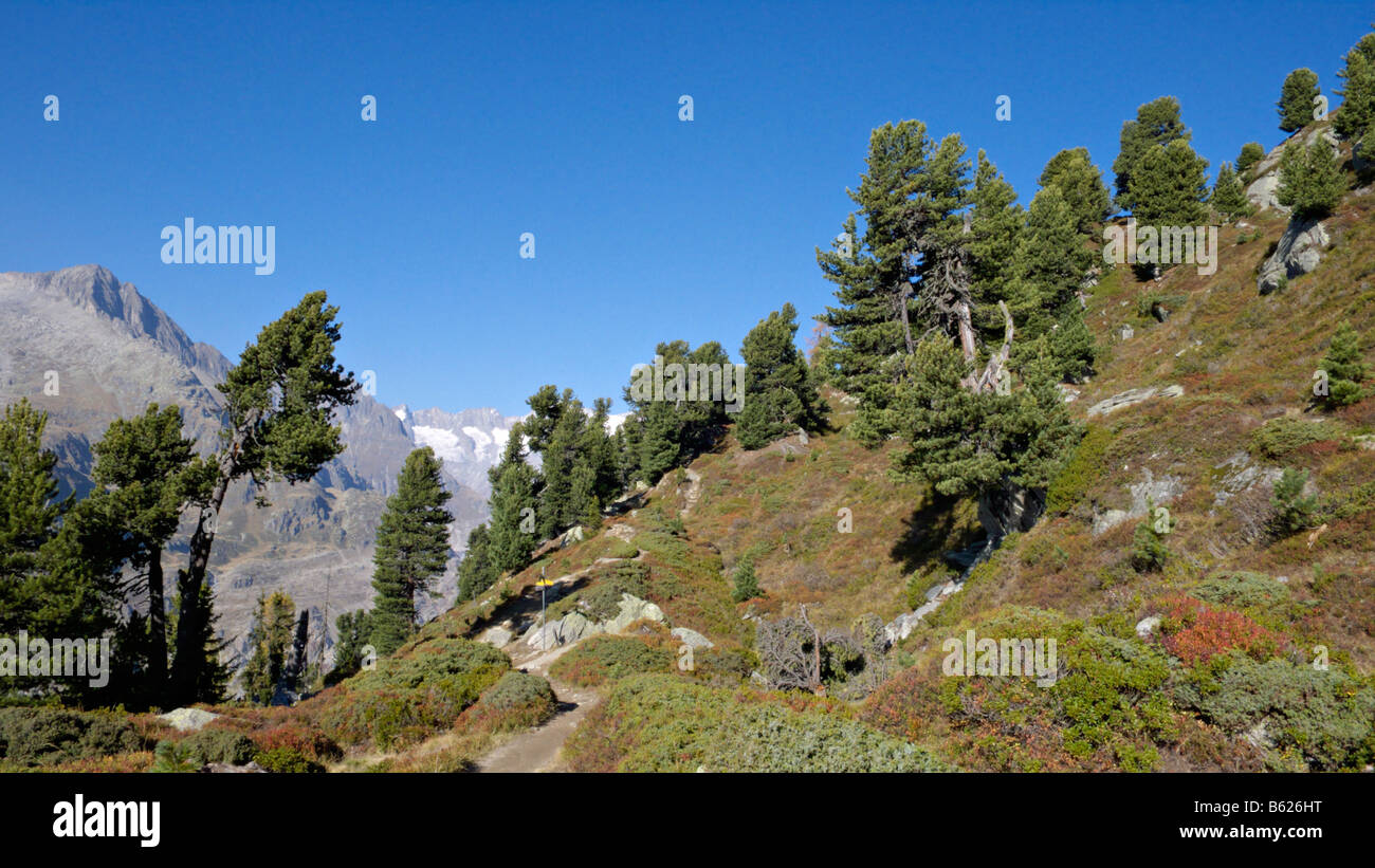 Aletsch forest, Switzerland Stock Photo - Alamy