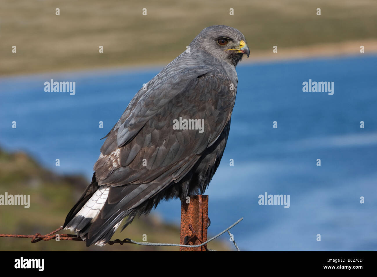Red backed hawk hi-res stock photography and images - Alamy