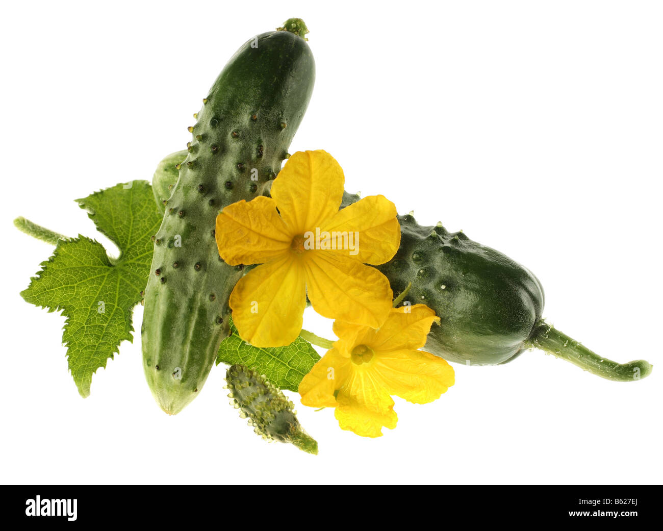 Cucumber with leaf hi-res stock photography and images - Alamy