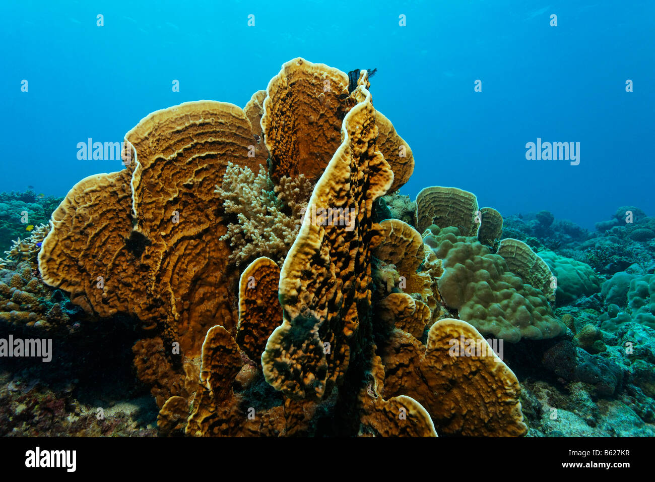 Coral reef with Fire Coral (Millepora platyphyllia), Selayar Island ...