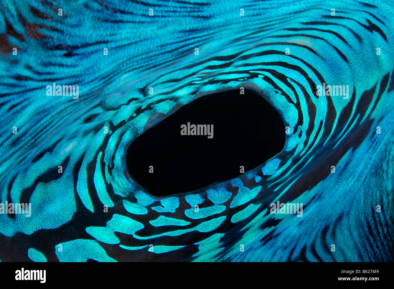 Breathing hole in Scallop, Giant Clam (Tridacna sp.), Selayar Island ...