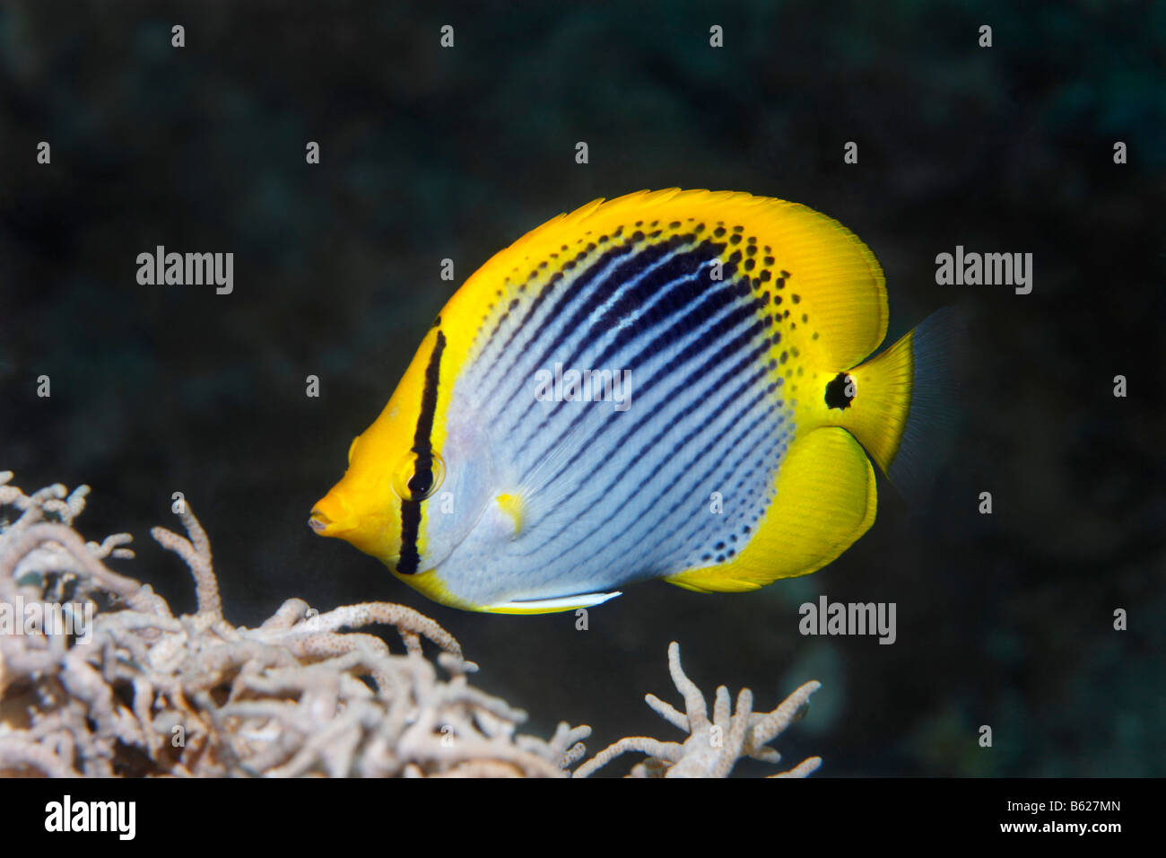 Blackback Butterflyfish (Chaetodon melannotus), Selayar Island, West ...