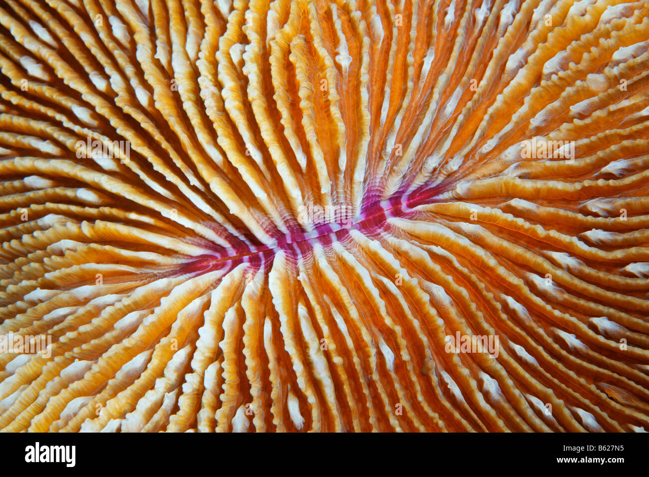 Graphic structure and polyps of a Mushroom coral (Fungia sp.), Selayar ...
