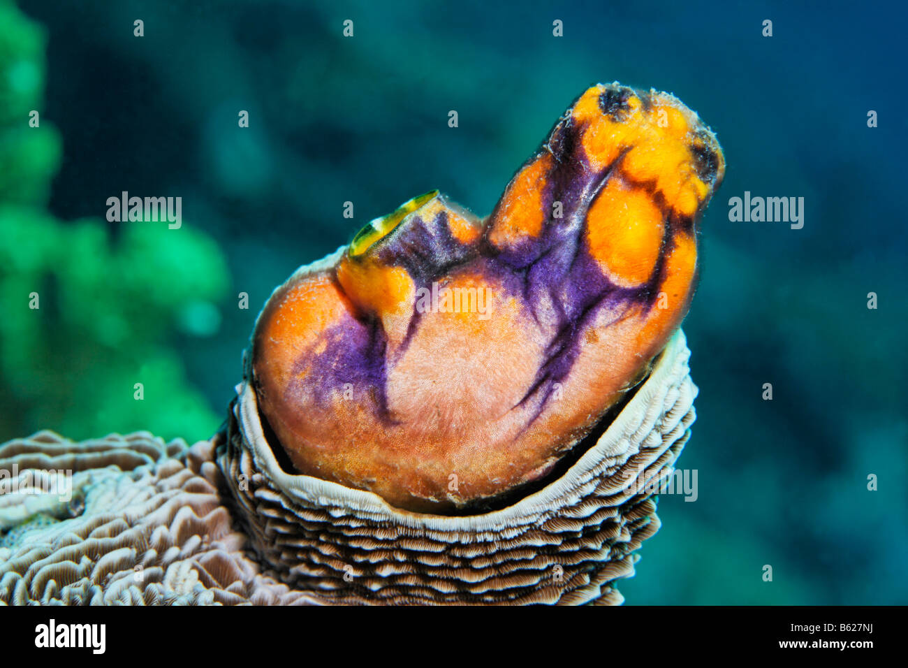 Sea Squirt (Polycarpa aurata) growing into the madrepore, Selayar ...