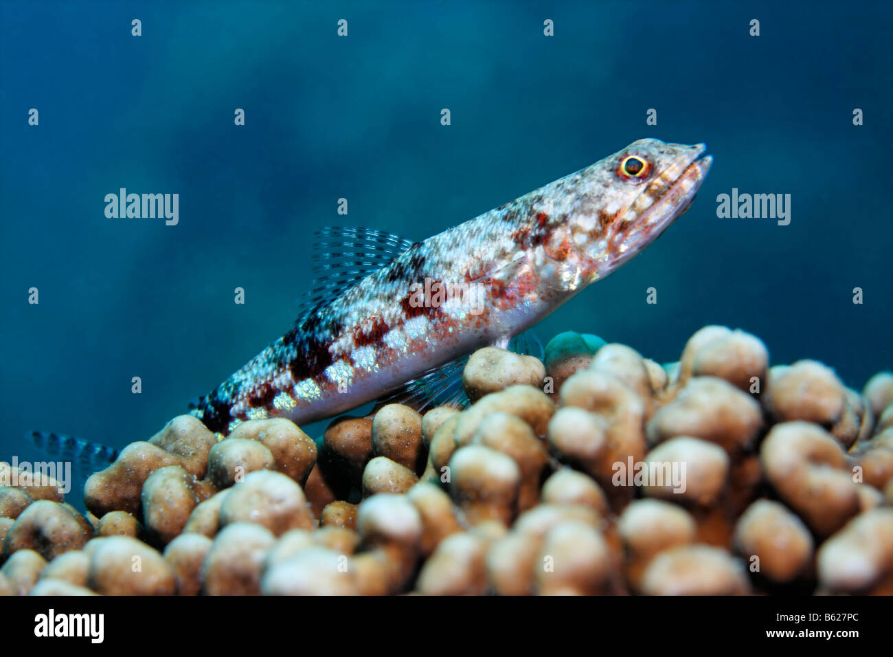 Variegated Lizardfish (Synodus variegatus), lurking on madrepore for ...