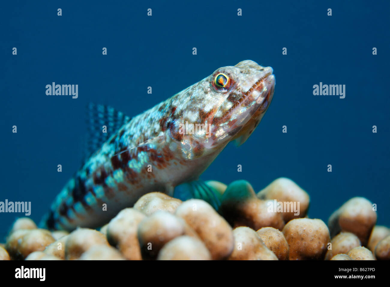 Variegaus hi-res stock photography and images - Alamy