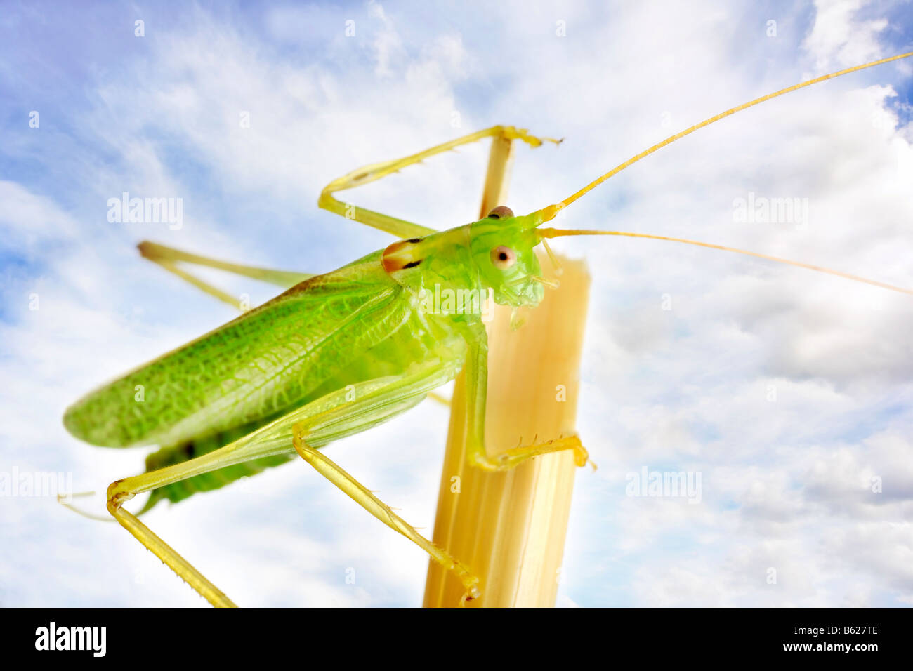 grasshopper enjoying a summers day Stock Photo - Alamy