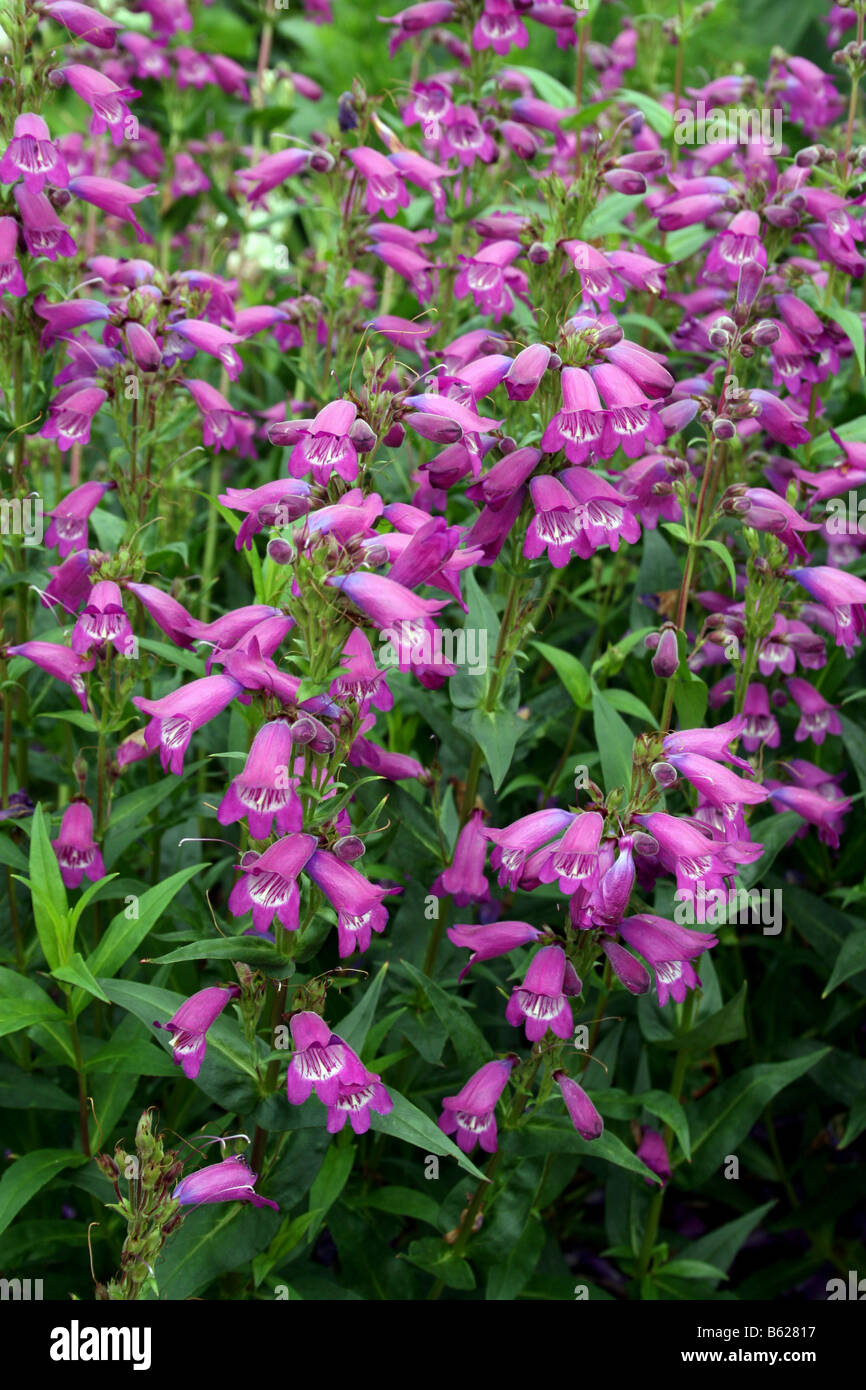 PENSTEMON SOUR GRAPES Stock Photo - Alamy