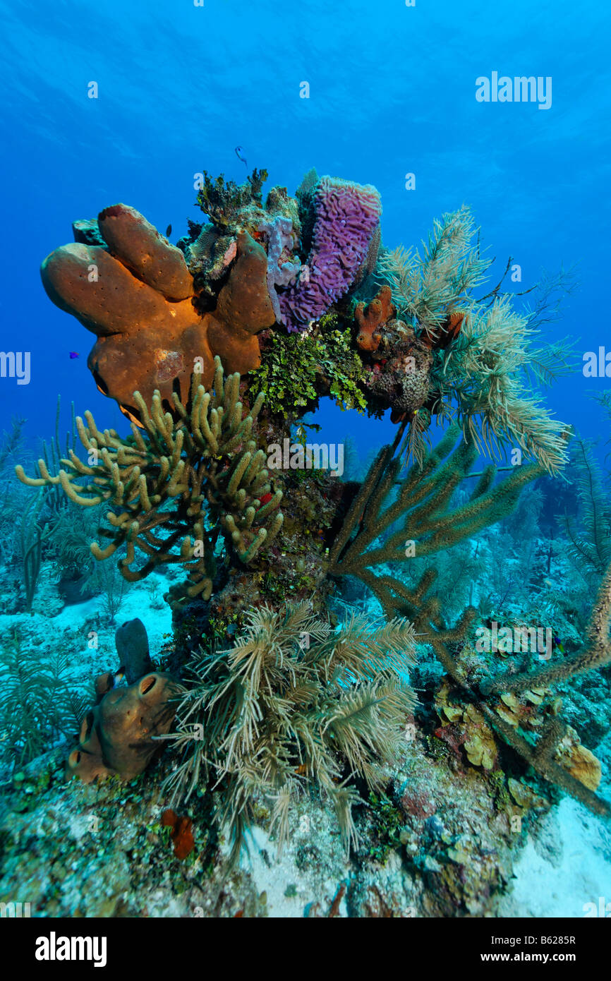 Korallenblock hi-res stock photography and images - Alamy