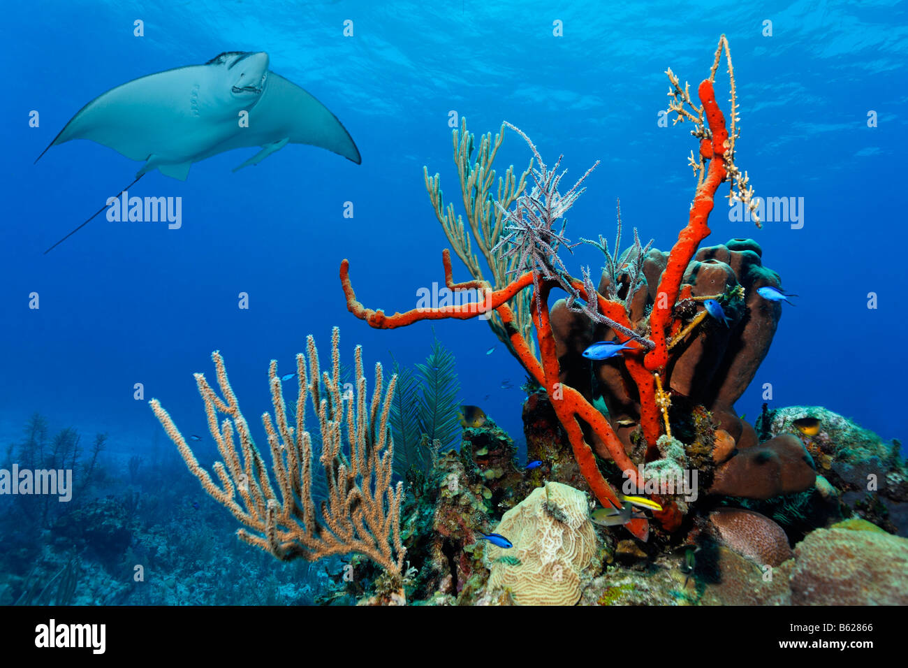 Erect Rope Sponge (Amphimedon compressa), red, Blue Chromis (Chromis ...