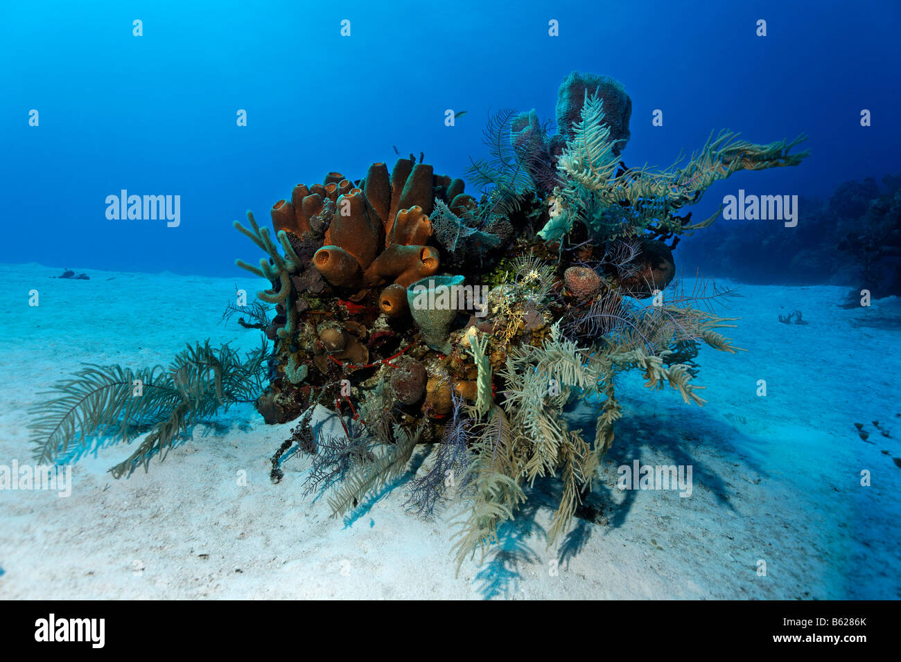 Korallenblock hi-res stock photography and images - Alamy