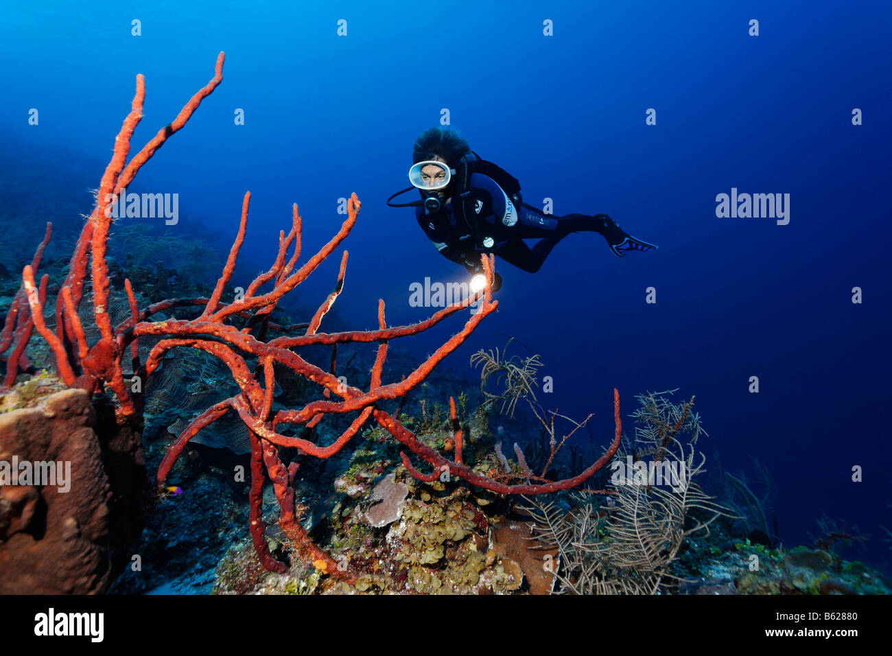 Aplysina cauliformis hi-res stock photography and images - Alamy