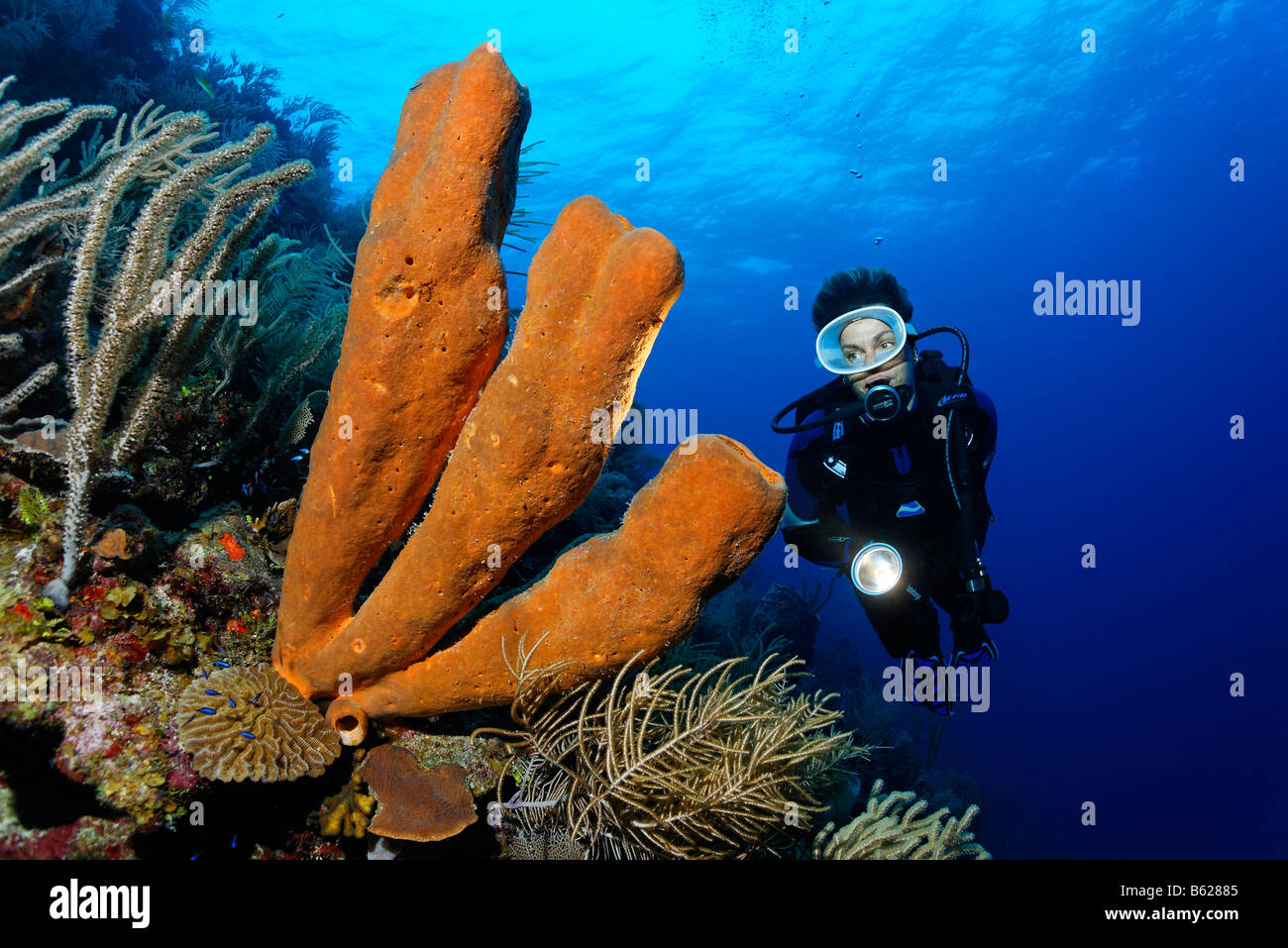 Female diver with a lamp looking at a Brown Tube Sponge (Agelas ...