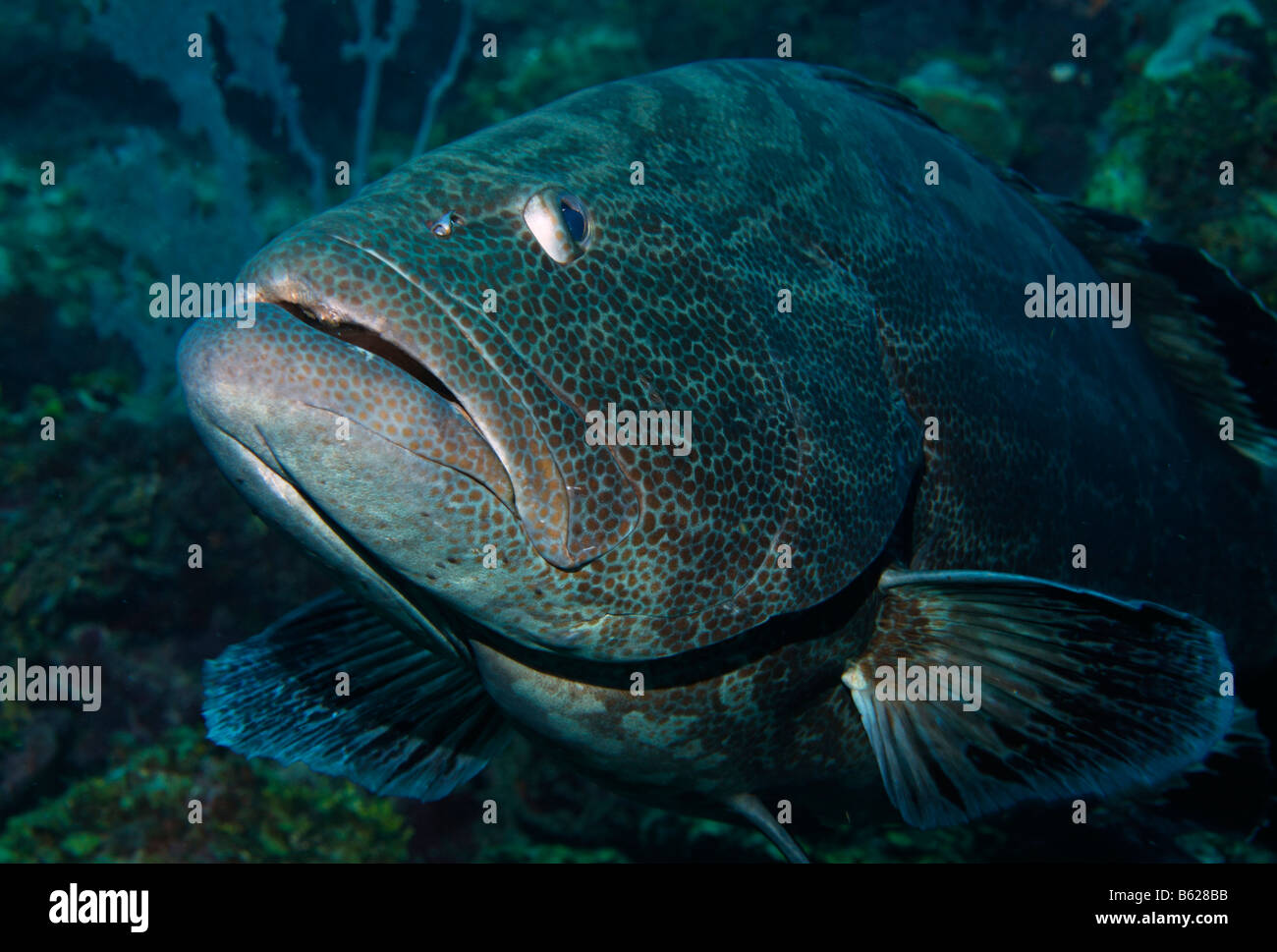Black grouper mycteroperca bonaci lurking hi-res stock photography and ...