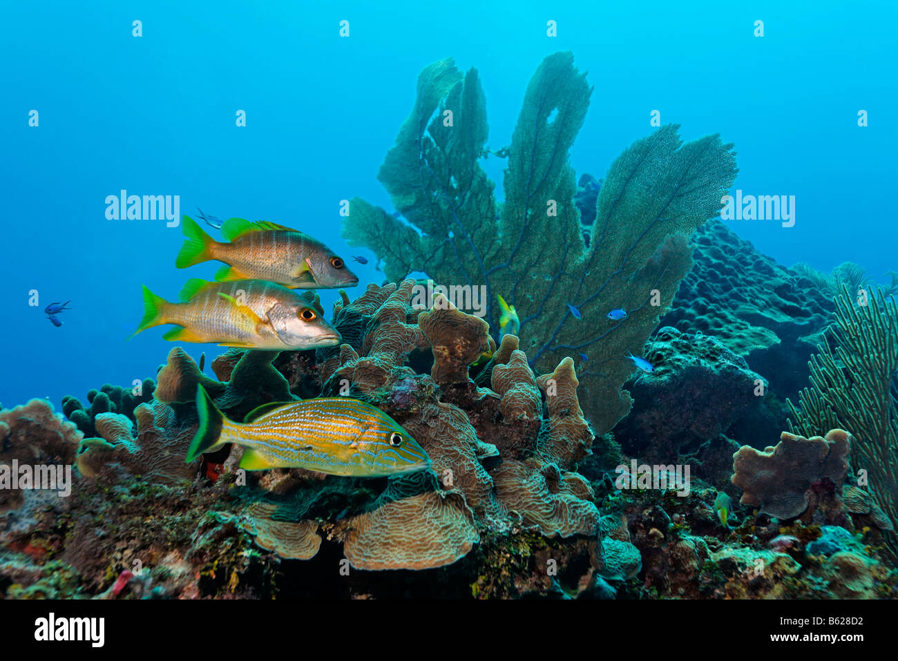 Belize barrier reef fish hi-res stock photography and images - Alamy