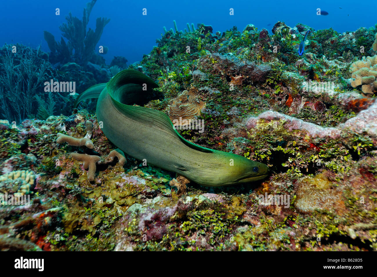 Green Moray (Gymnothorax funebris), an eel, searching every crevice in ...