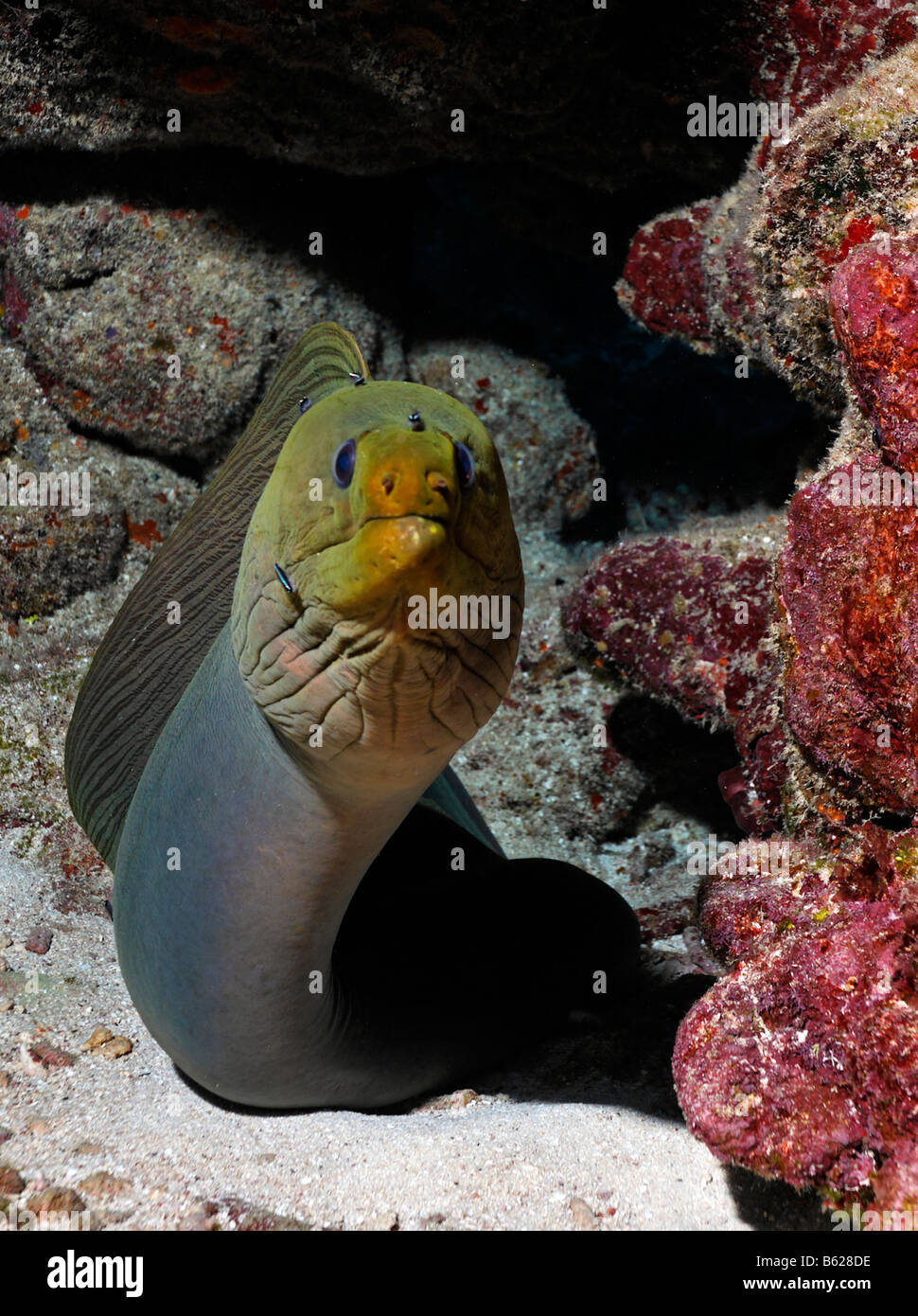Green Moray (Gymnothorax funebris), an eel, looking inquisitively out ...