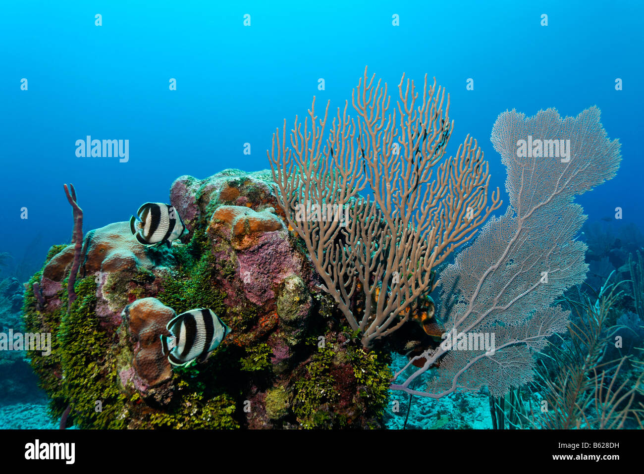 Pair of Banded Butterflyfish (Chaetodon striatus) swimming through a ...