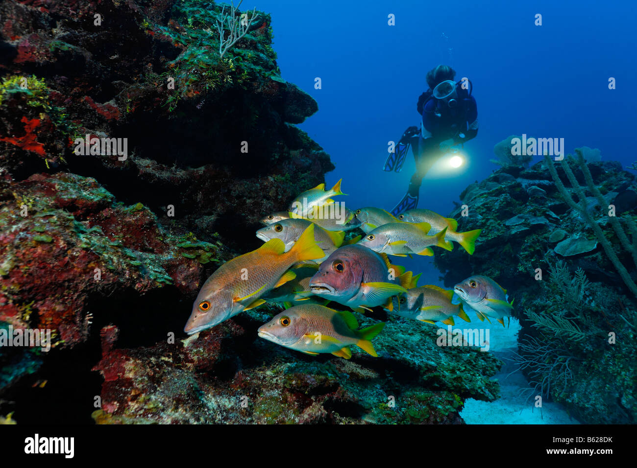 Scuber divers hi-res stock photography and images - Alamy