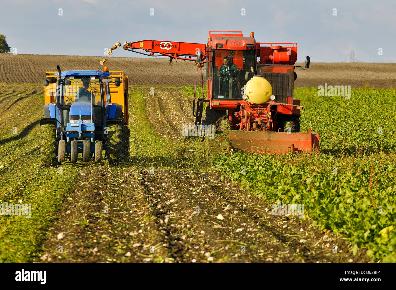 Beet harvester pulls up the sugar beets and filled the tractor trailer ...