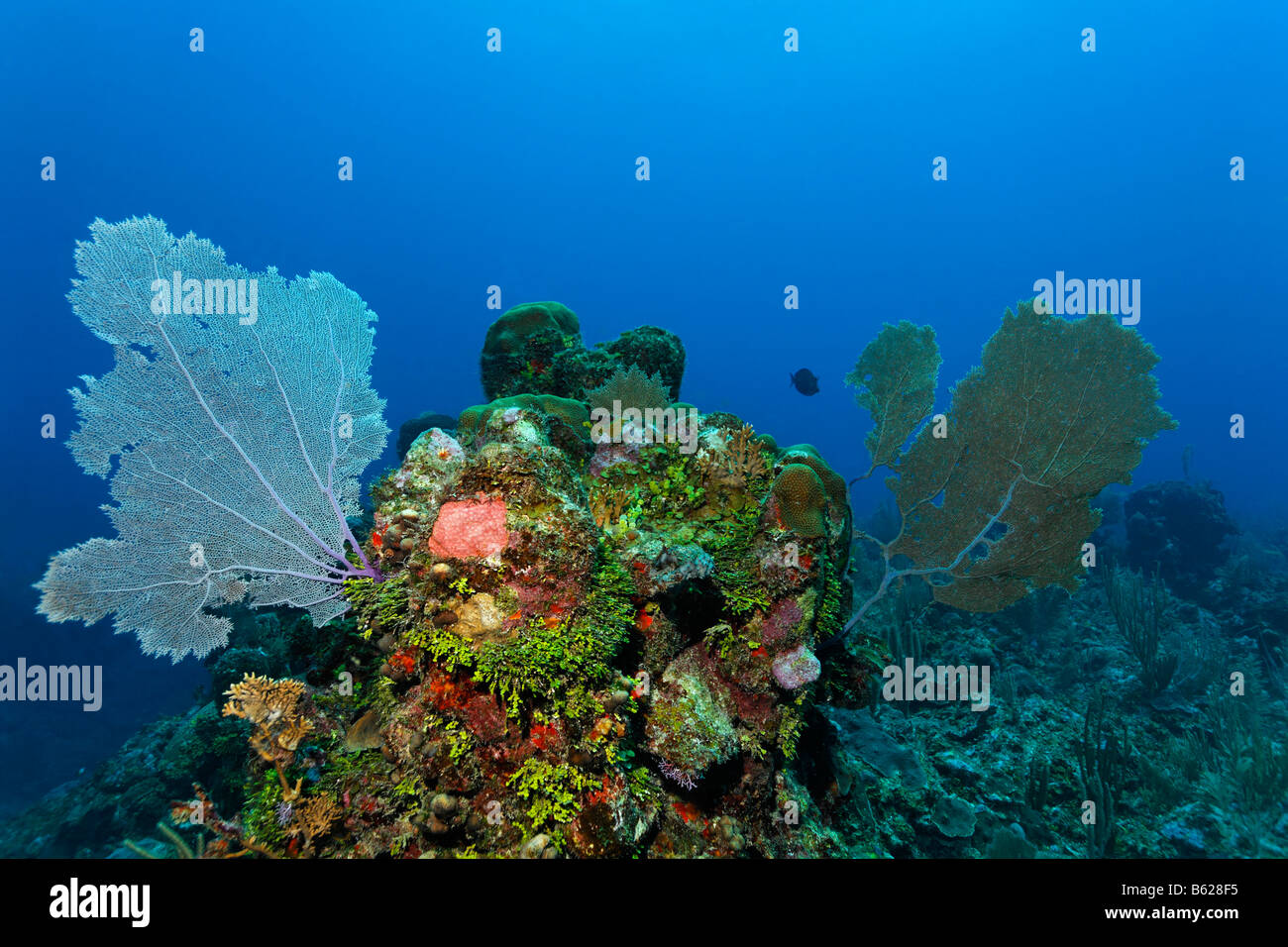 Coral reef or barrier reef alive with Sea Fan coral (Gorgonia flabellum ...