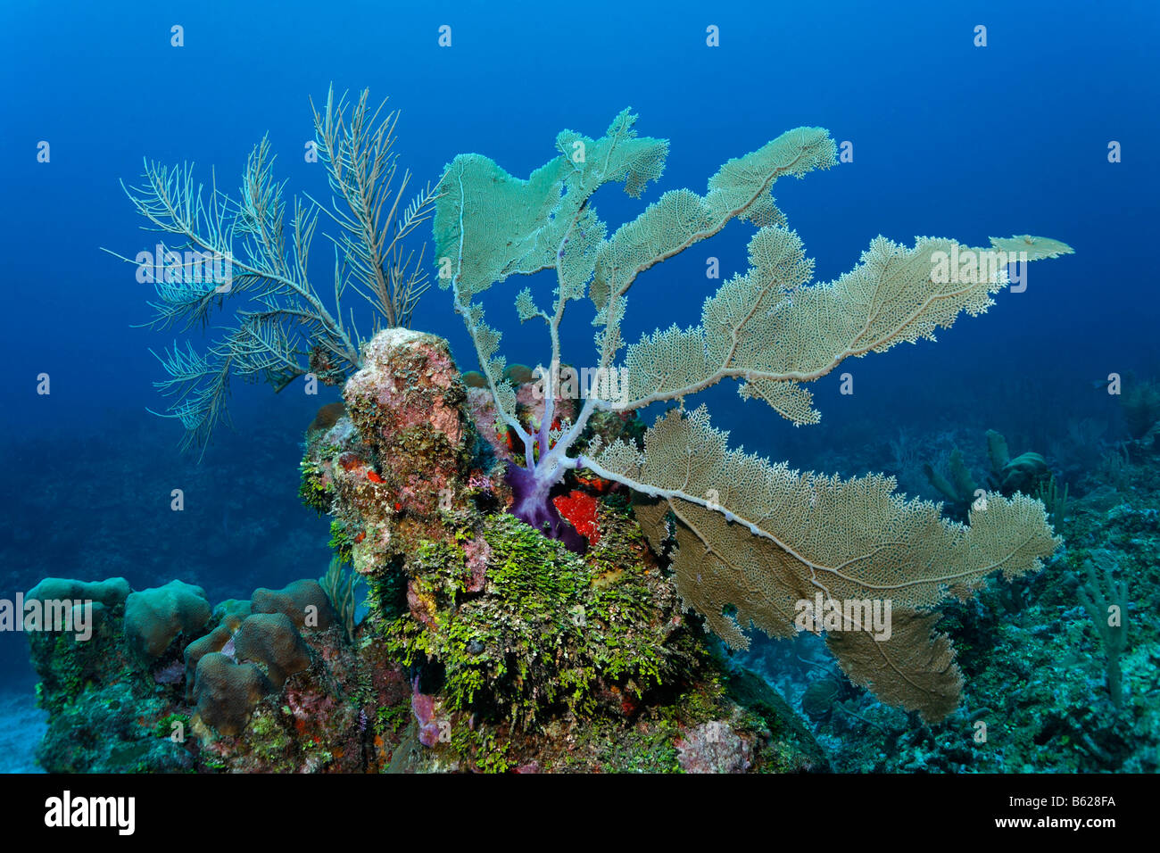 Coral reef or barrier reef alive with Sea Fan coral (Gorgonia flabellum ...