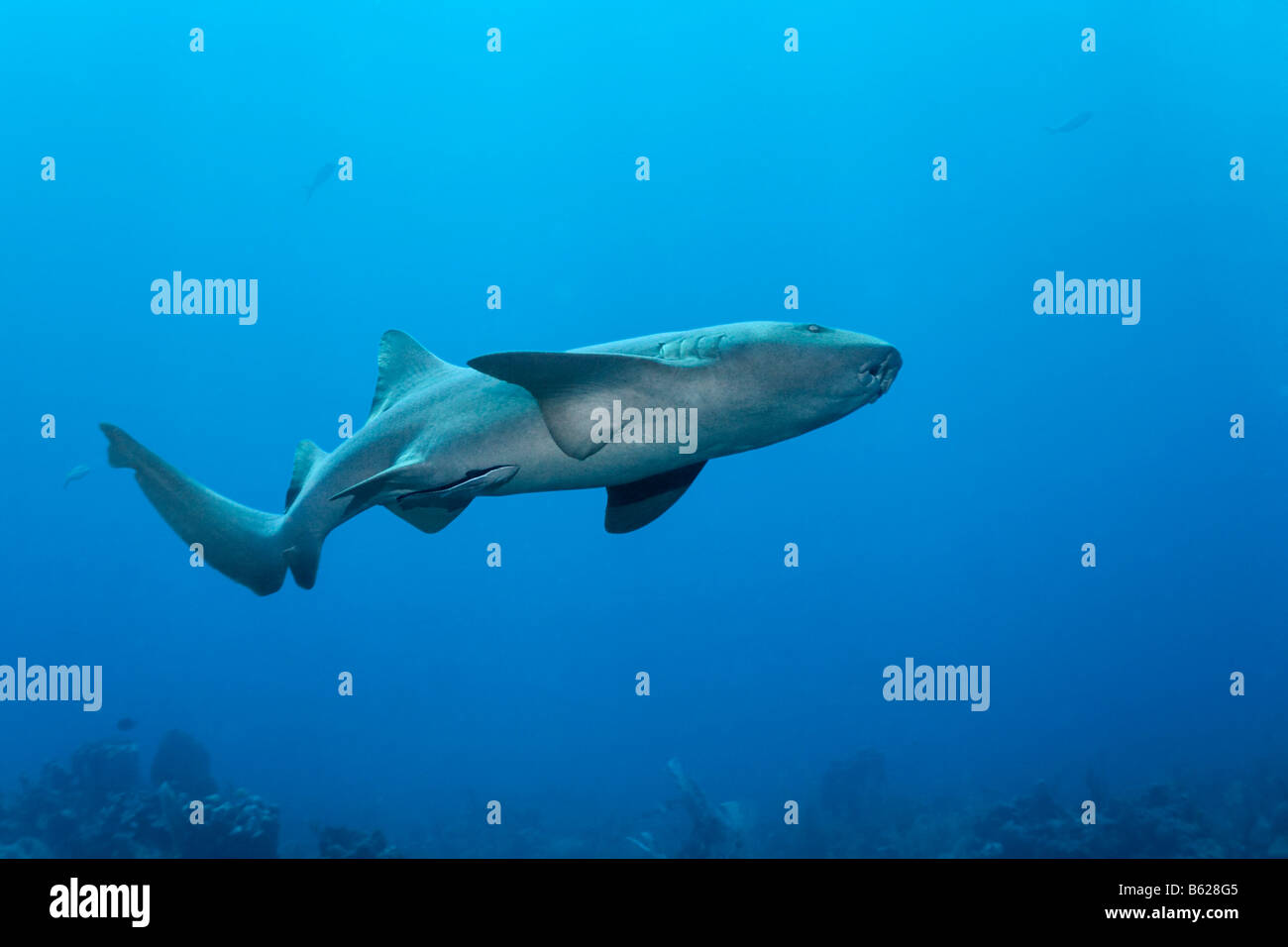 Nurse Sharks (Ginglymostoma cirratum) swimming amongst the coral reef ...