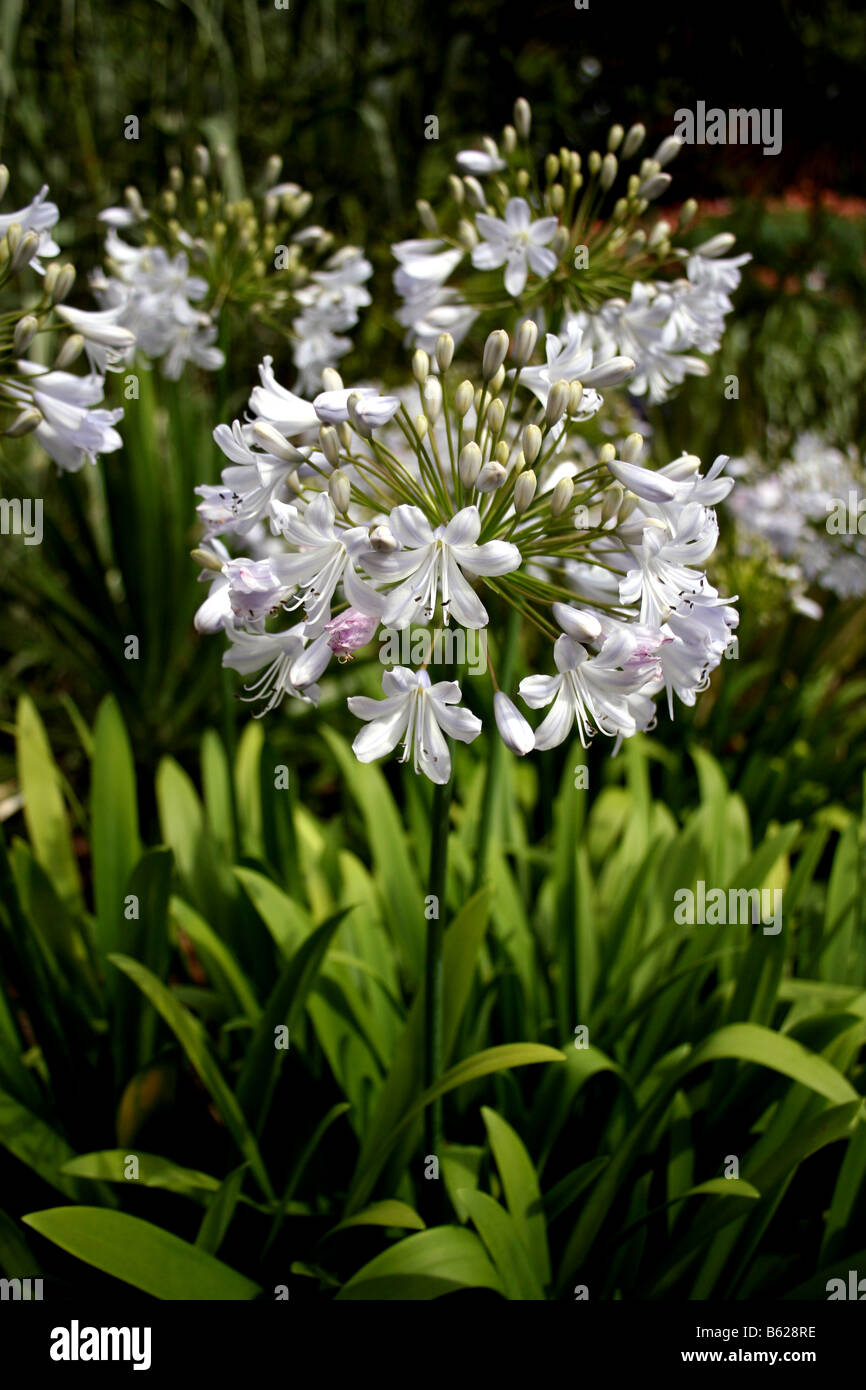 AGAPANTHUS SILVER MIST. AFRICAN BLUE LILY Stock Photo - Alamy