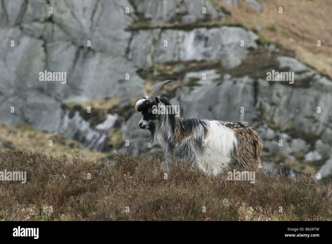 Wild Goat Capra hircus Stock Photo - Alamy
