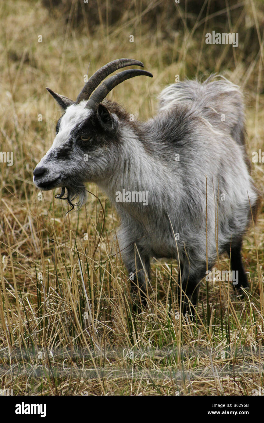 Wild Goat Capra hircus Stock Photo - Alamy