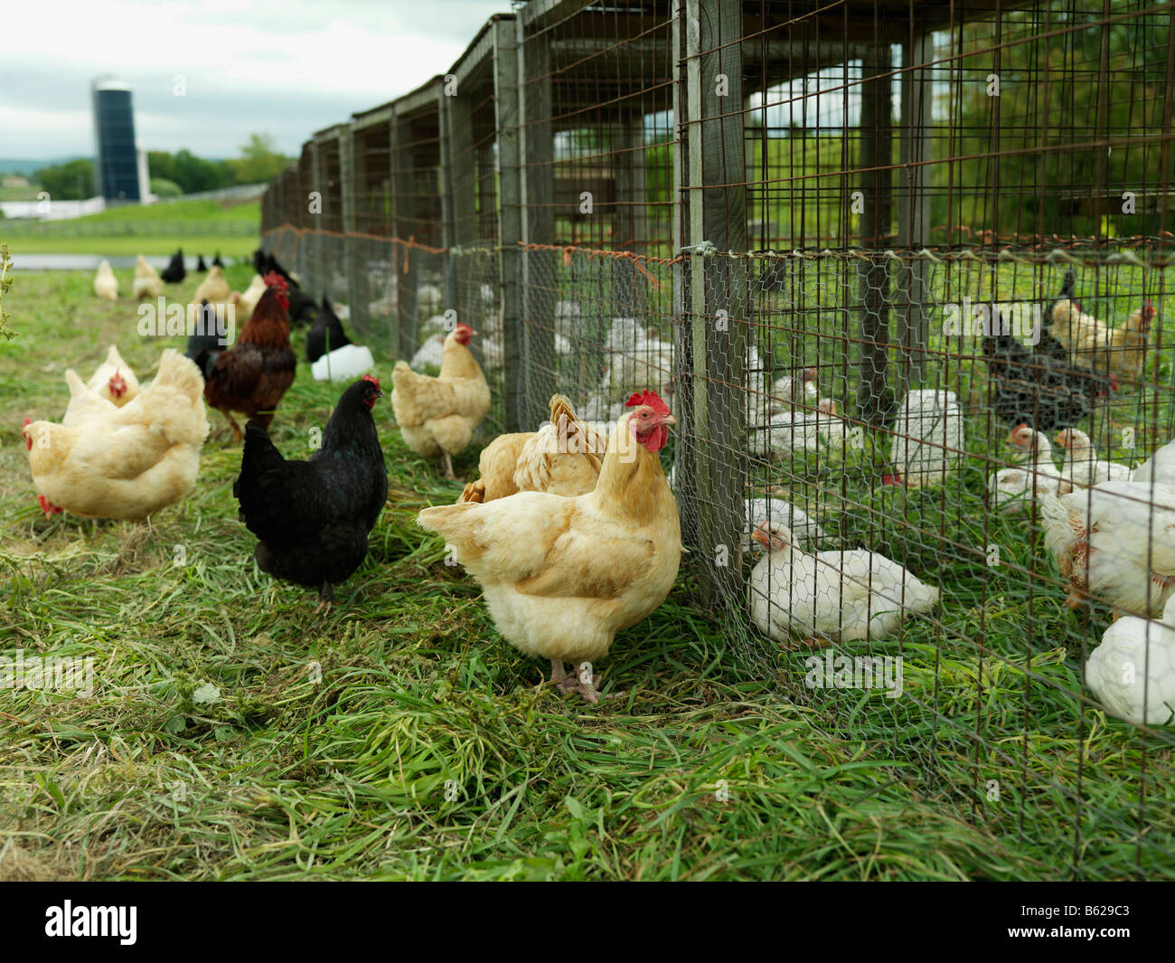 Free range chickens fence hi-res stock photography and images - Alamy