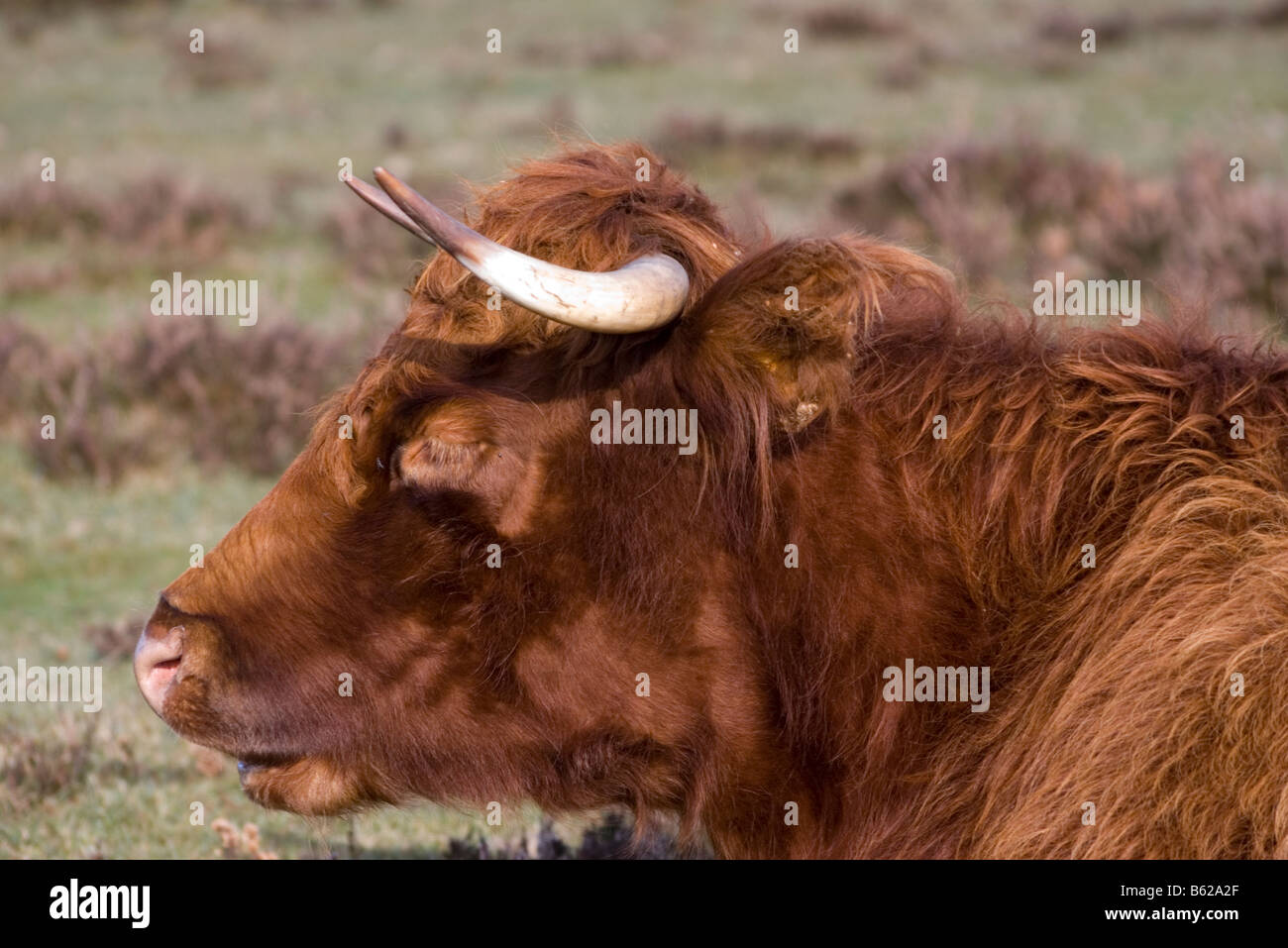 long haired Highland Cattle Cow Stock Photo - Alamy
