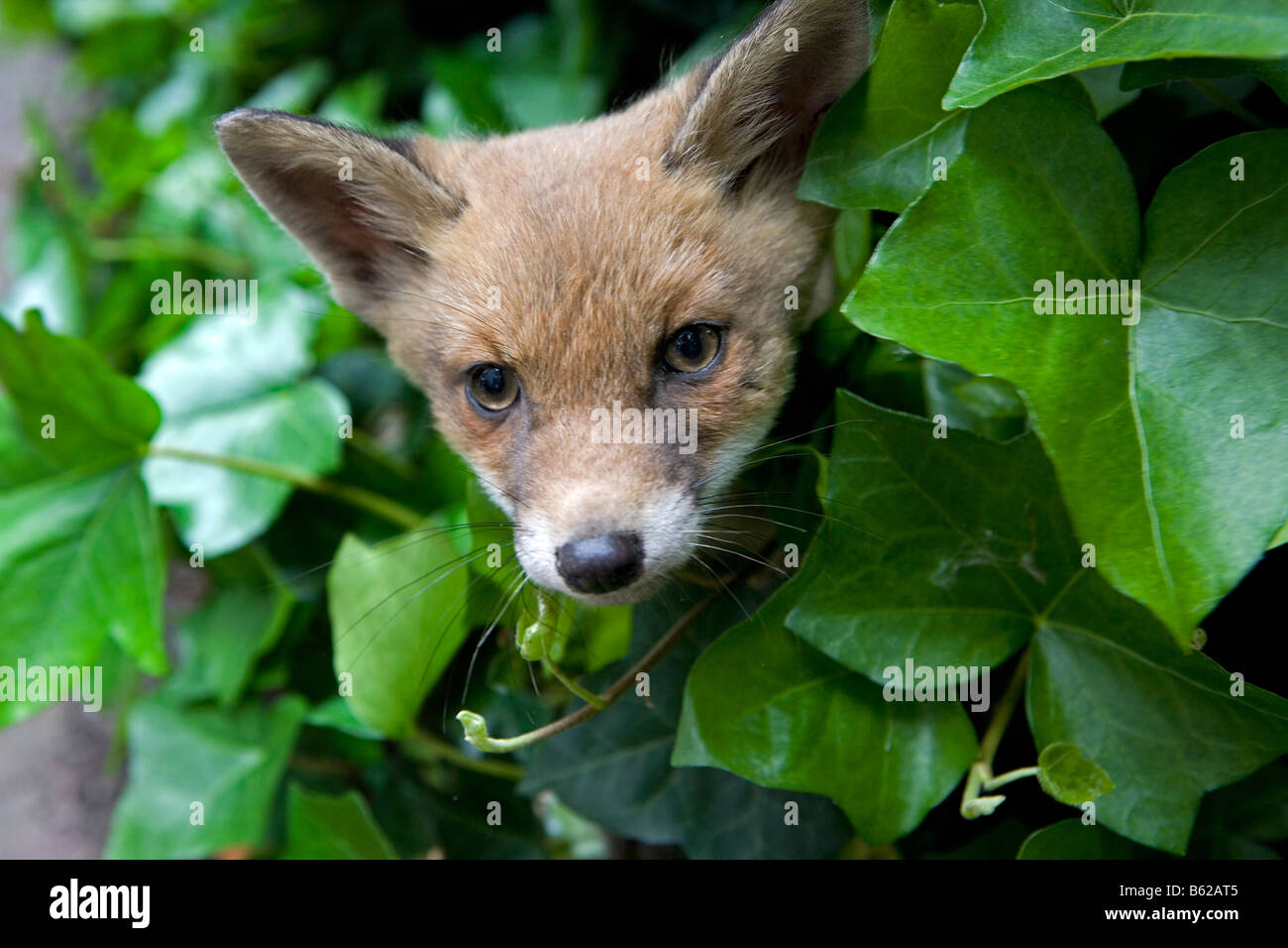 Netherlands Noord Holland Graveland Young red fox vulpes vulpes Stock ...