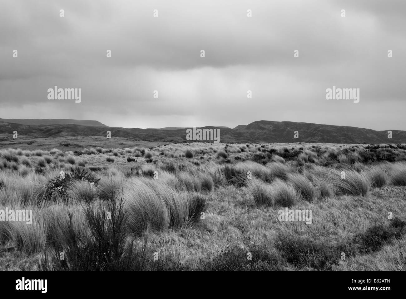 New Zealand Desert