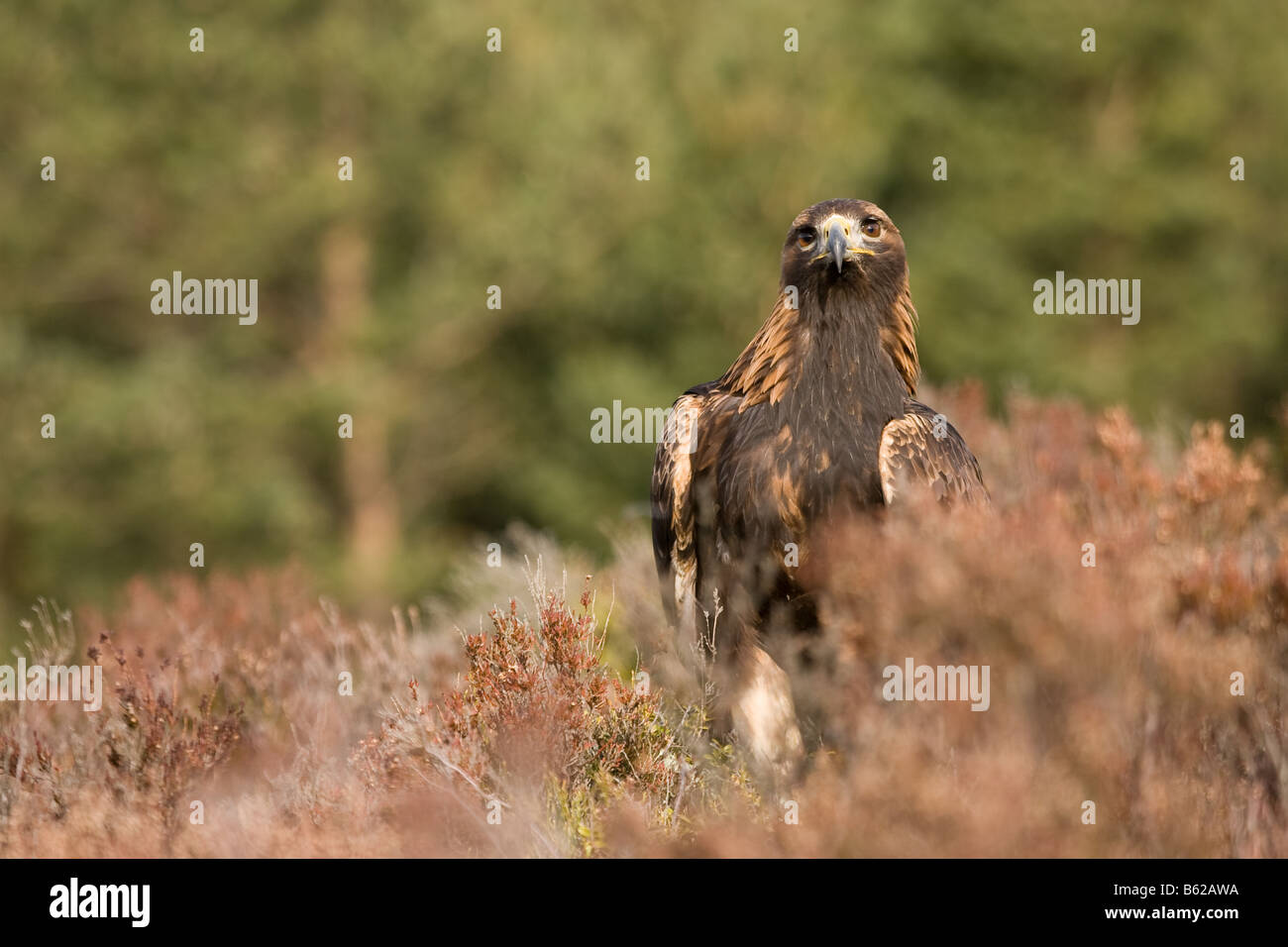 Golden Eagle in heather, taken in Glenfeshie in the Scottish Highlands ...