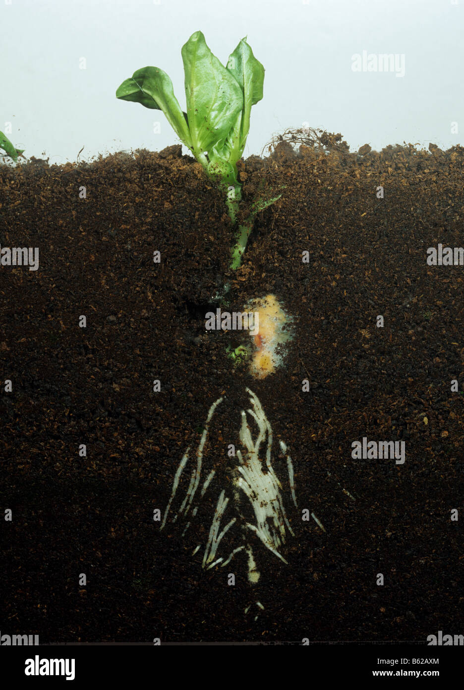 Bean Plant Roots High Resolution Stock Photography and Images - Alamy