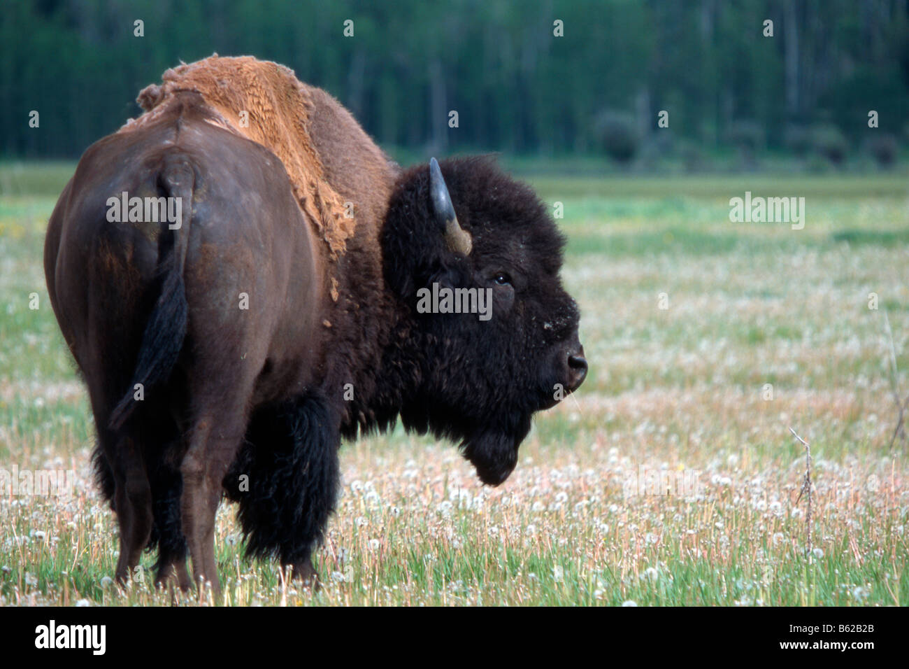 American Bison, Buffalo (Bison bison), bull Stock Photo - Alamy
