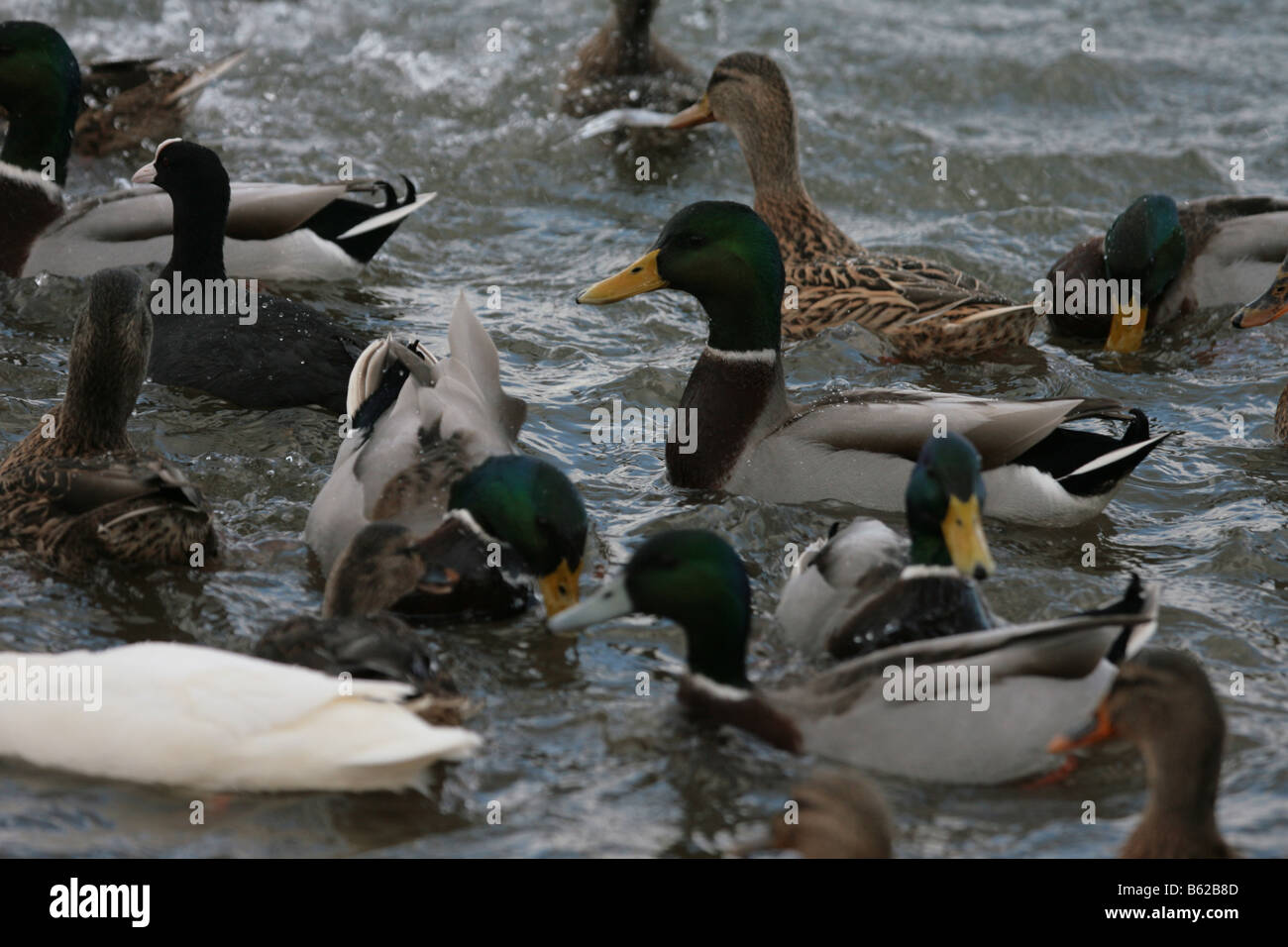 Mallard ducks feeding Stock Photo - Alamy