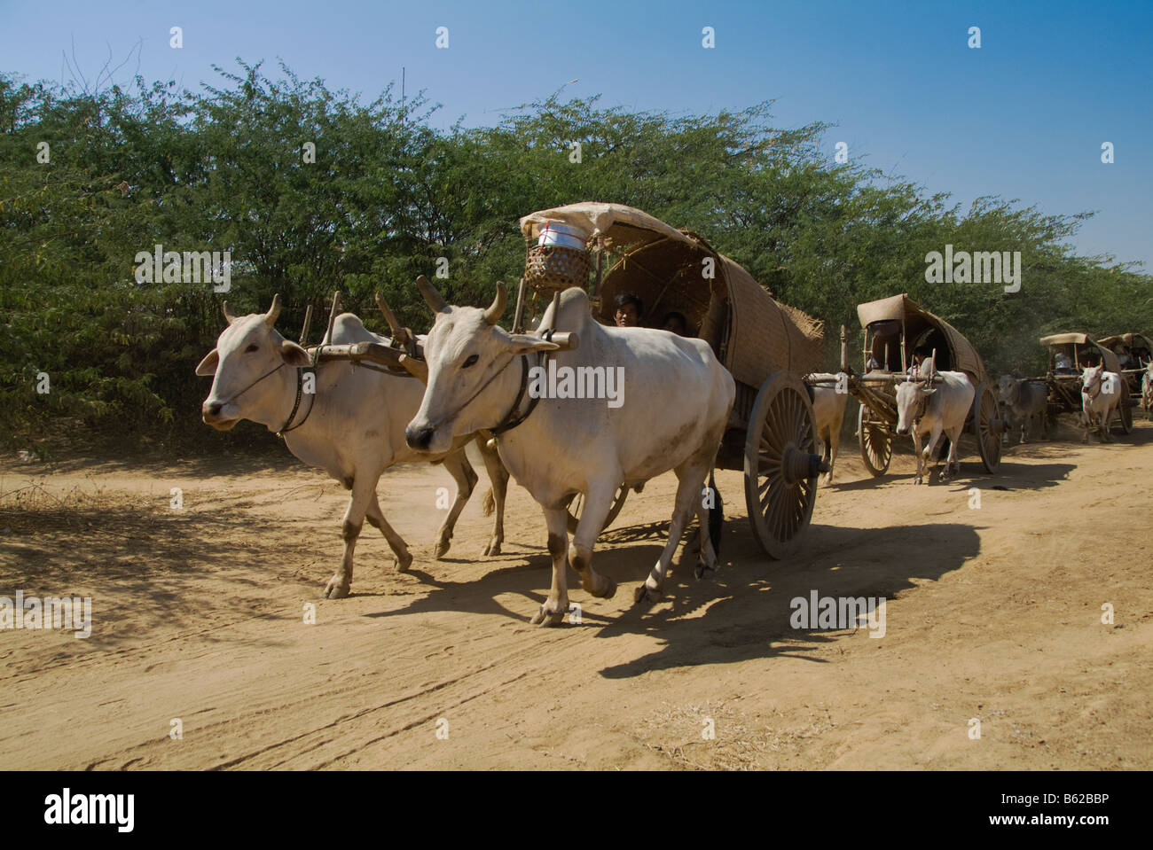 Ox carriage hi-res stock photography and images - Alamy