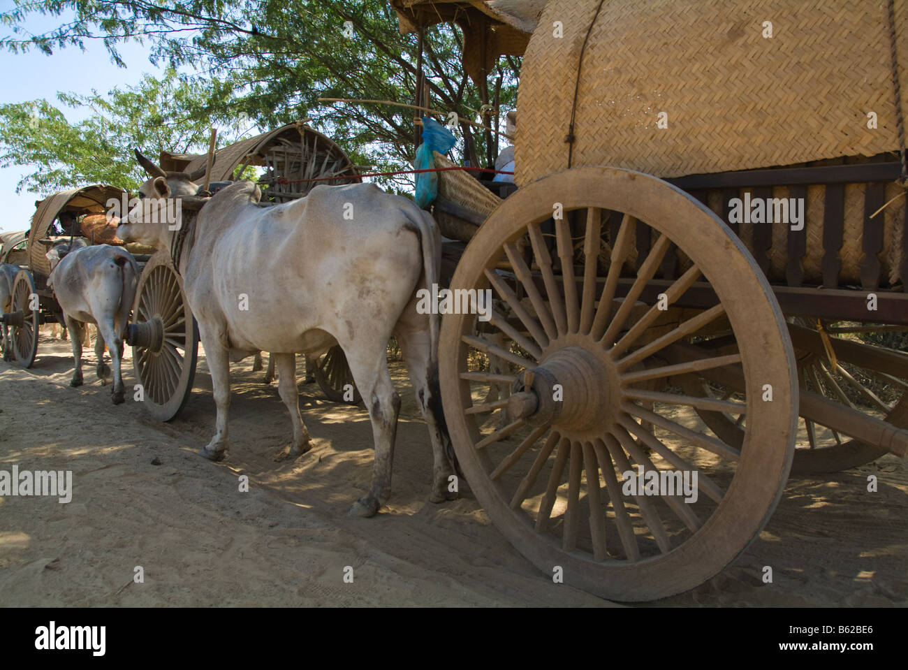 Ox carriage on a dustry road Bagan Pagan Myanmar Burma Stock Photo - Alamy